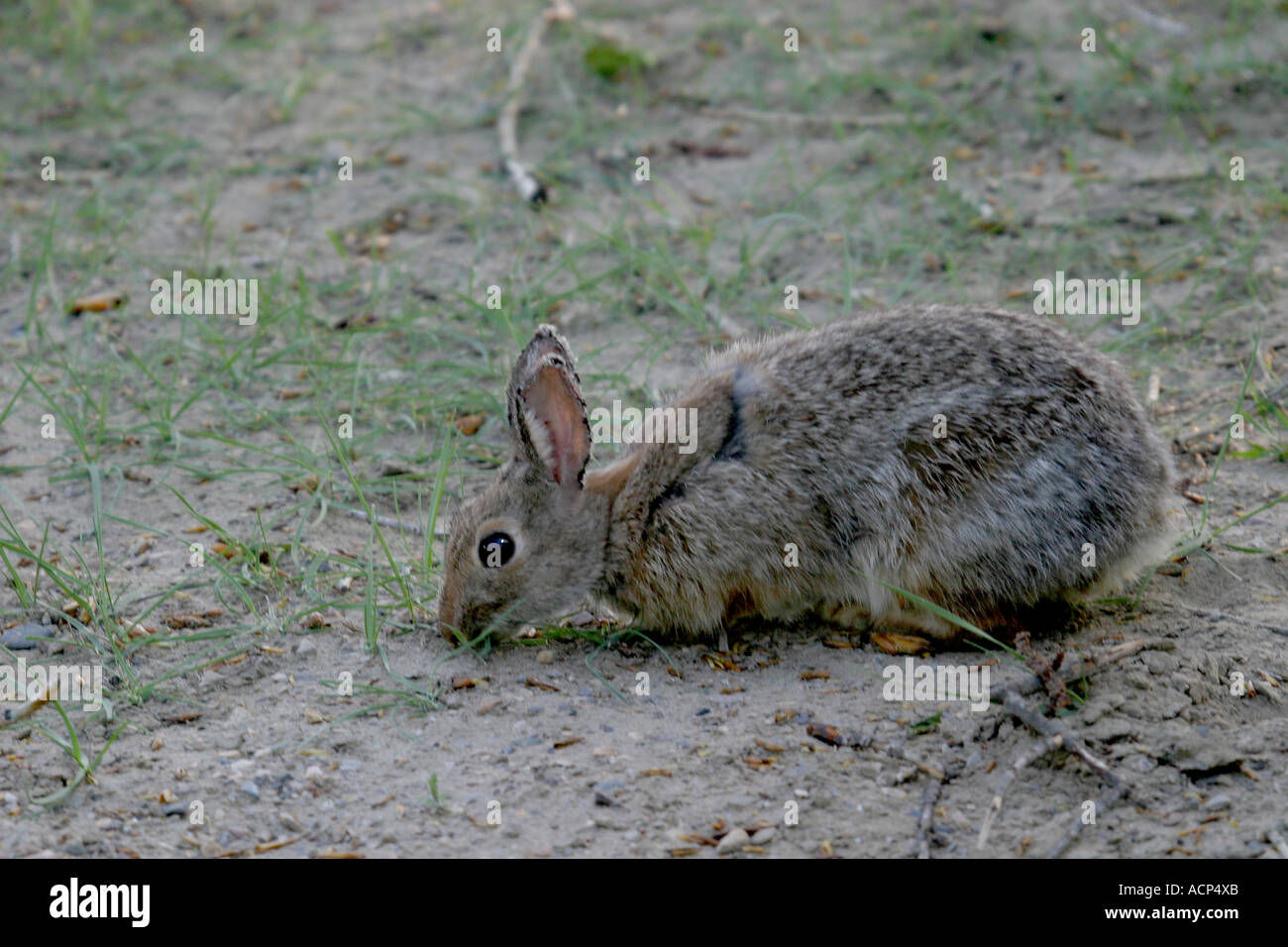 Lepus townsendii townsendii -Fotos und -Bildmaterial in hoher Auflösung ...