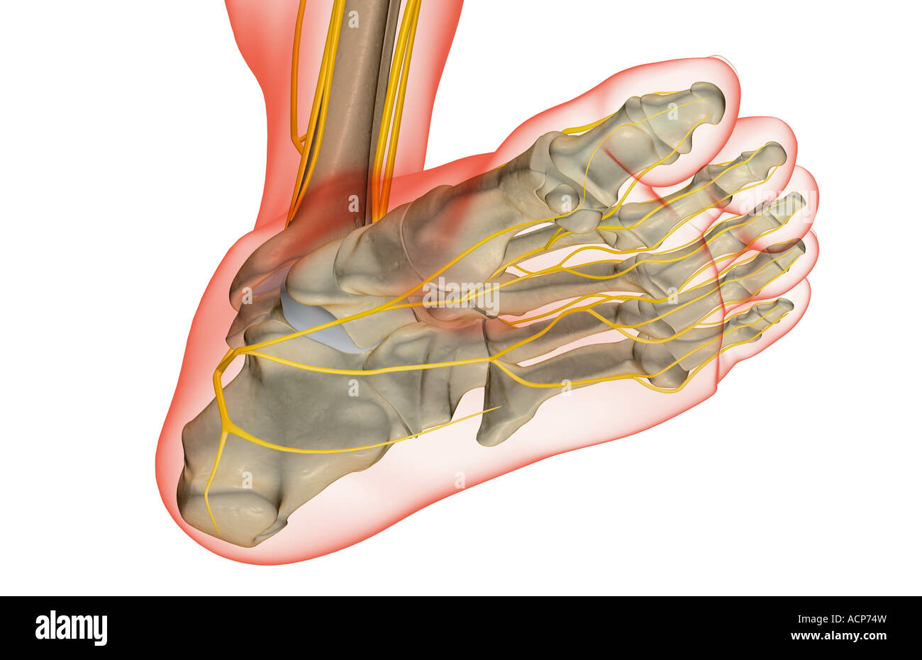 Menschliche Fußnerven Stockfotos & Menschliche Fußnerven Bilder - Alamy
