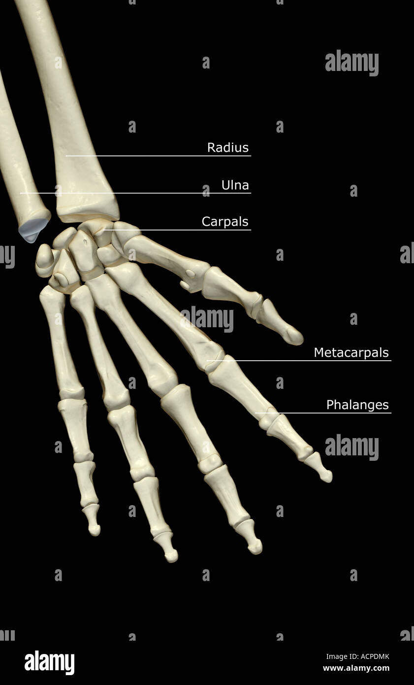 Skelett mit beschrifteter anatomie hand -Fotos und -Bildmaterial in ...