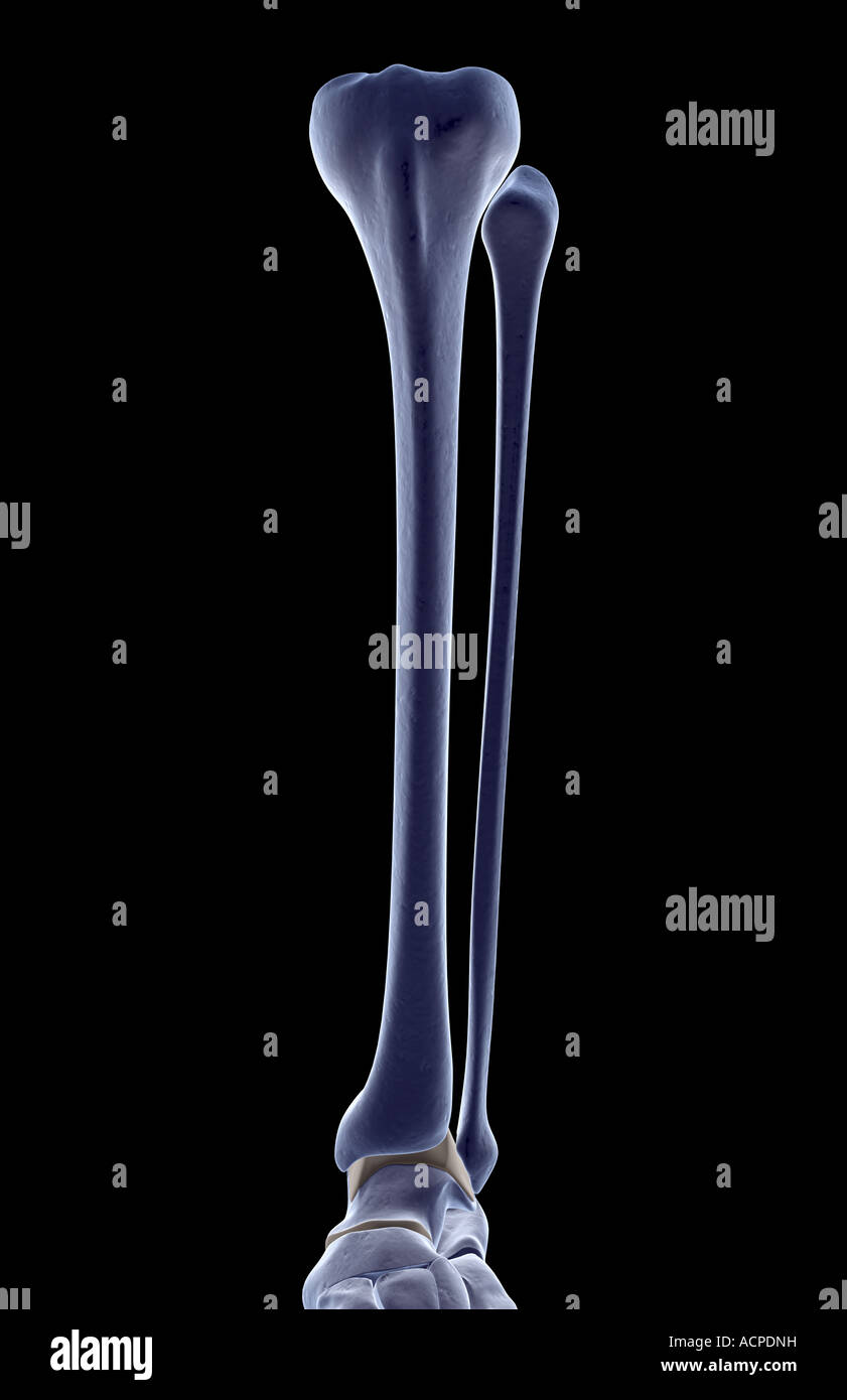 Knochen des beines -Fotos und -Bildmaterial in hoher Auflösung – Alamy