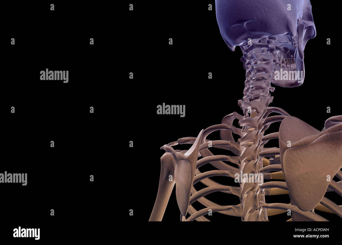 Bones of the head -Fotos und -Bildmaterial in hoher Auflösung – Alamy