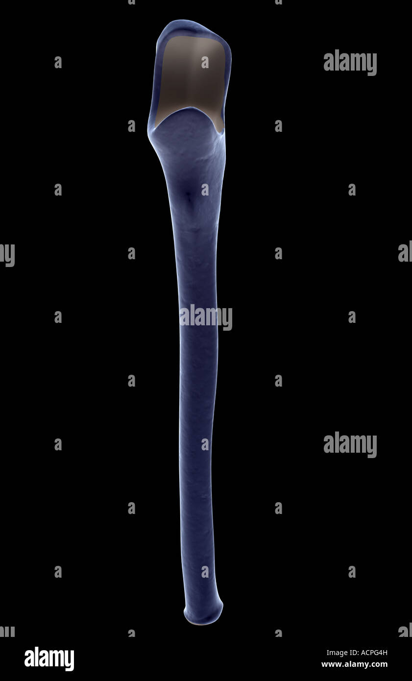 Ulna anatomie -Fotos und -Bildmaterial in hoher Auflösung - Seite 4 - Alamy