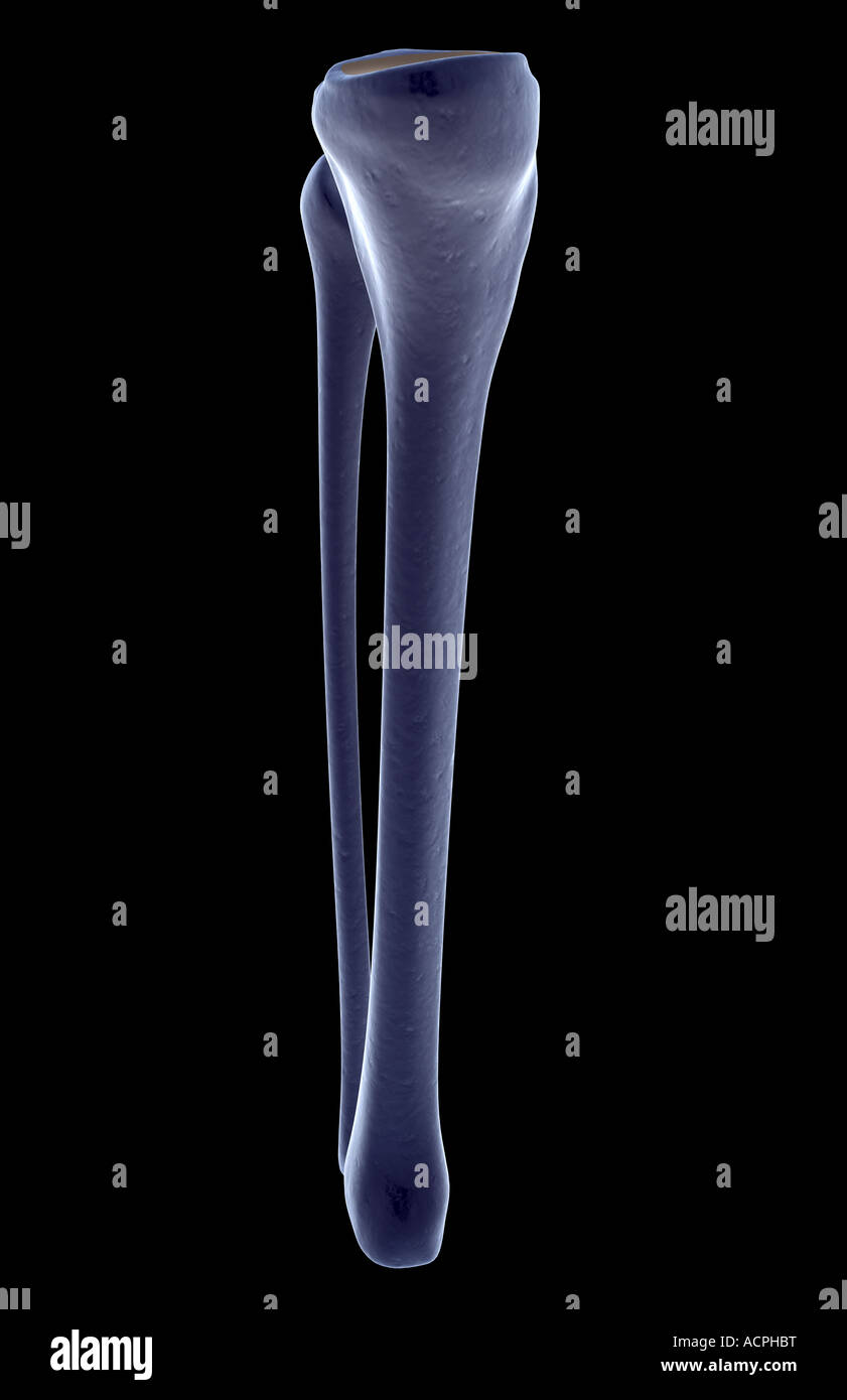 Bein knochen -Fotos und -Bildmaterial in hoher Auflösung – Alamy