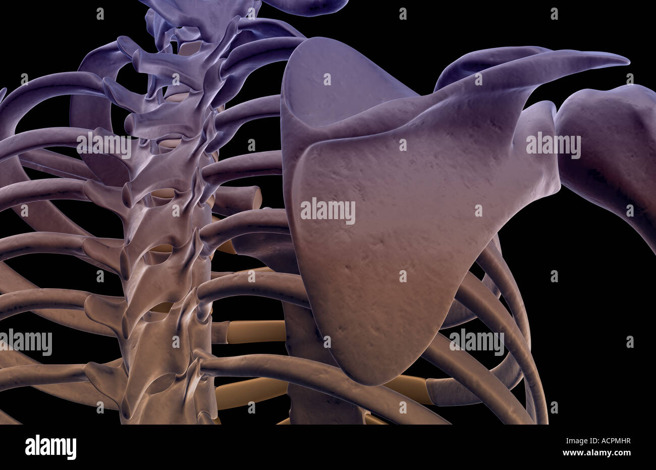 Struktur Des Schulterblatts Stockfotos und -bilder Kaufen - Alamy