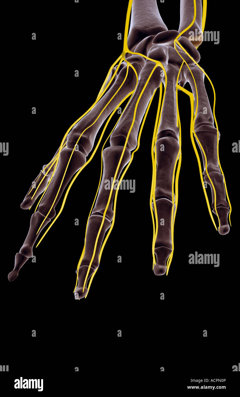 Radial nerve hand -Fotos und -Bildmaterial in hoher Auflösung – Alamy