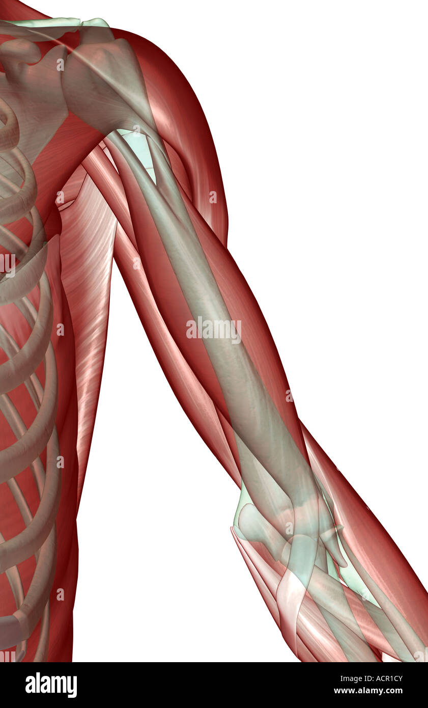 Die Musculoskeleton der Schulter und Oberarm Stockfotografie - Alamy