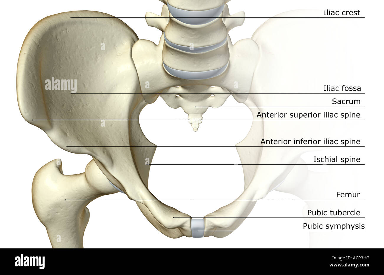 Menschliches skelett mit beschrifteter anatomie -Fotos und ...
