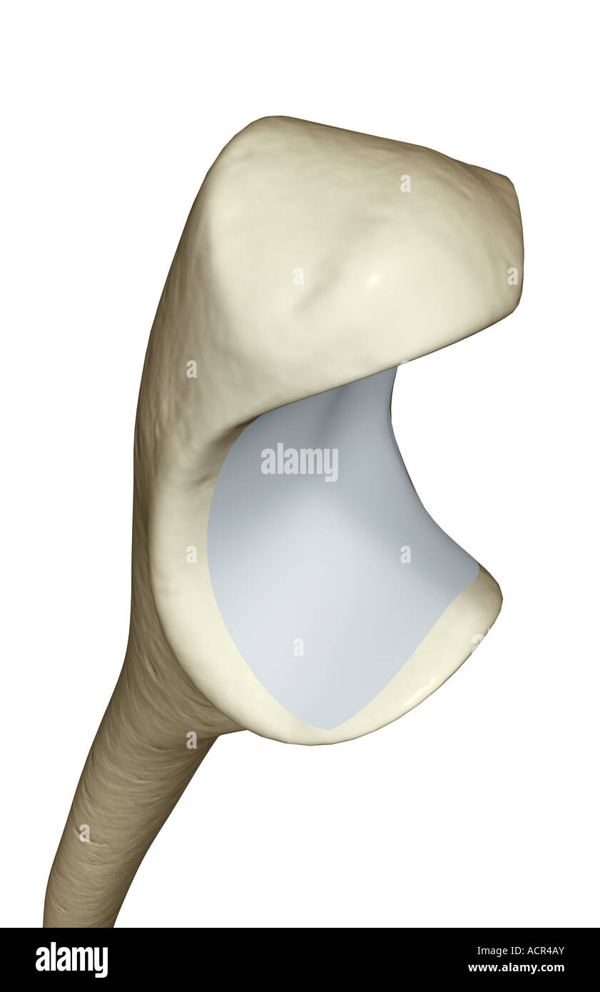 Ulna anatomie Ausgeschnittene Stockfotos und -bilder - Seite 2 - Alamy