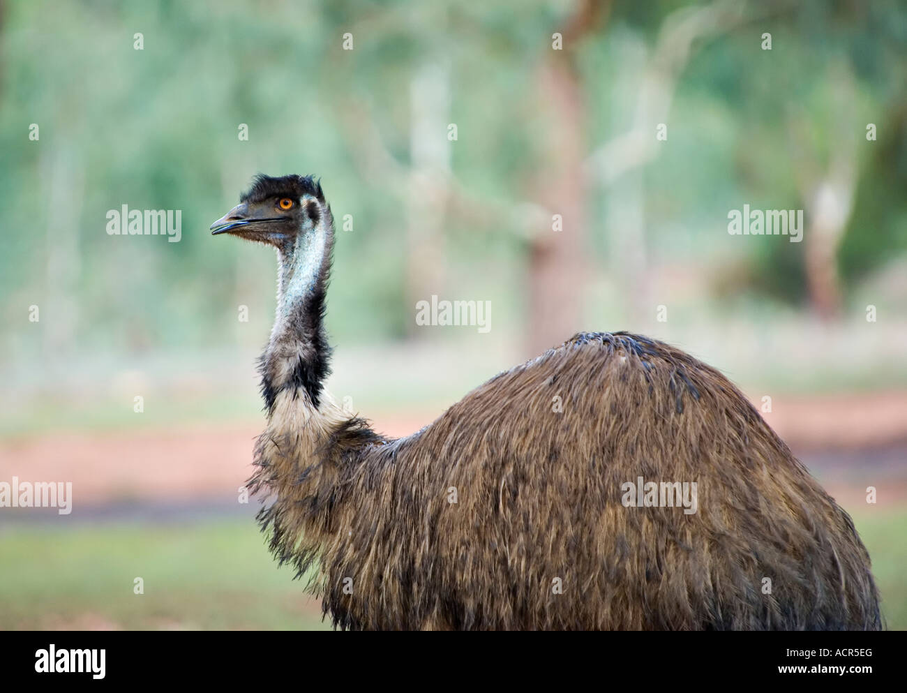 Großer Emu Stockfotos und -bilder Kaufen - Alamy