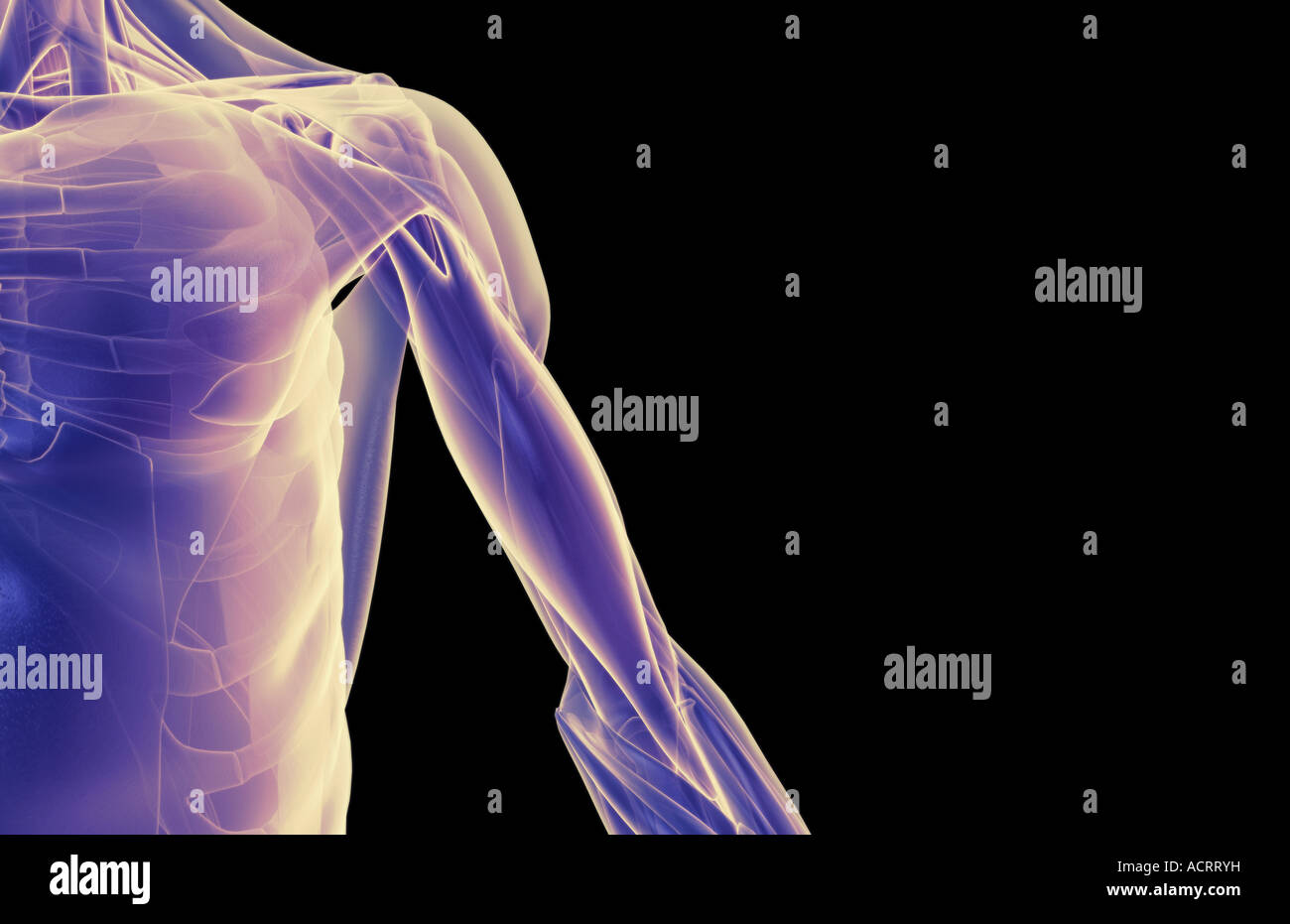 Muscles of the upper arm -Fotos und -Bildmaterial in hoher Auflösung ...