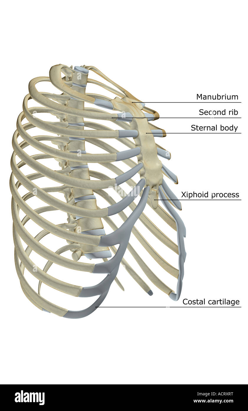 Xiphoid process -Fotos und -Bildmaterial in hoher Auflösung – Alamy