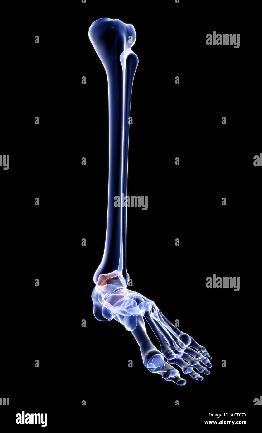 Bein knochen -Fotos und -Bildmaterial in hoher Auflösung – Alamy
