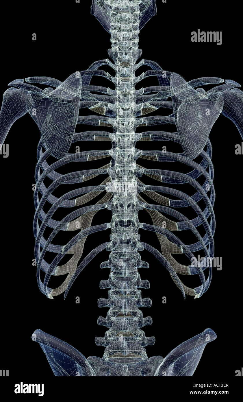 Knochen des rumpfes -Fotos und -Bildmaterial in hoher Auflösung – Alamy