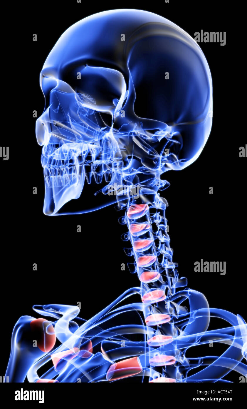 Three quarter view anatomy face neck -Fotos und -Bildmaterial in hoher ...