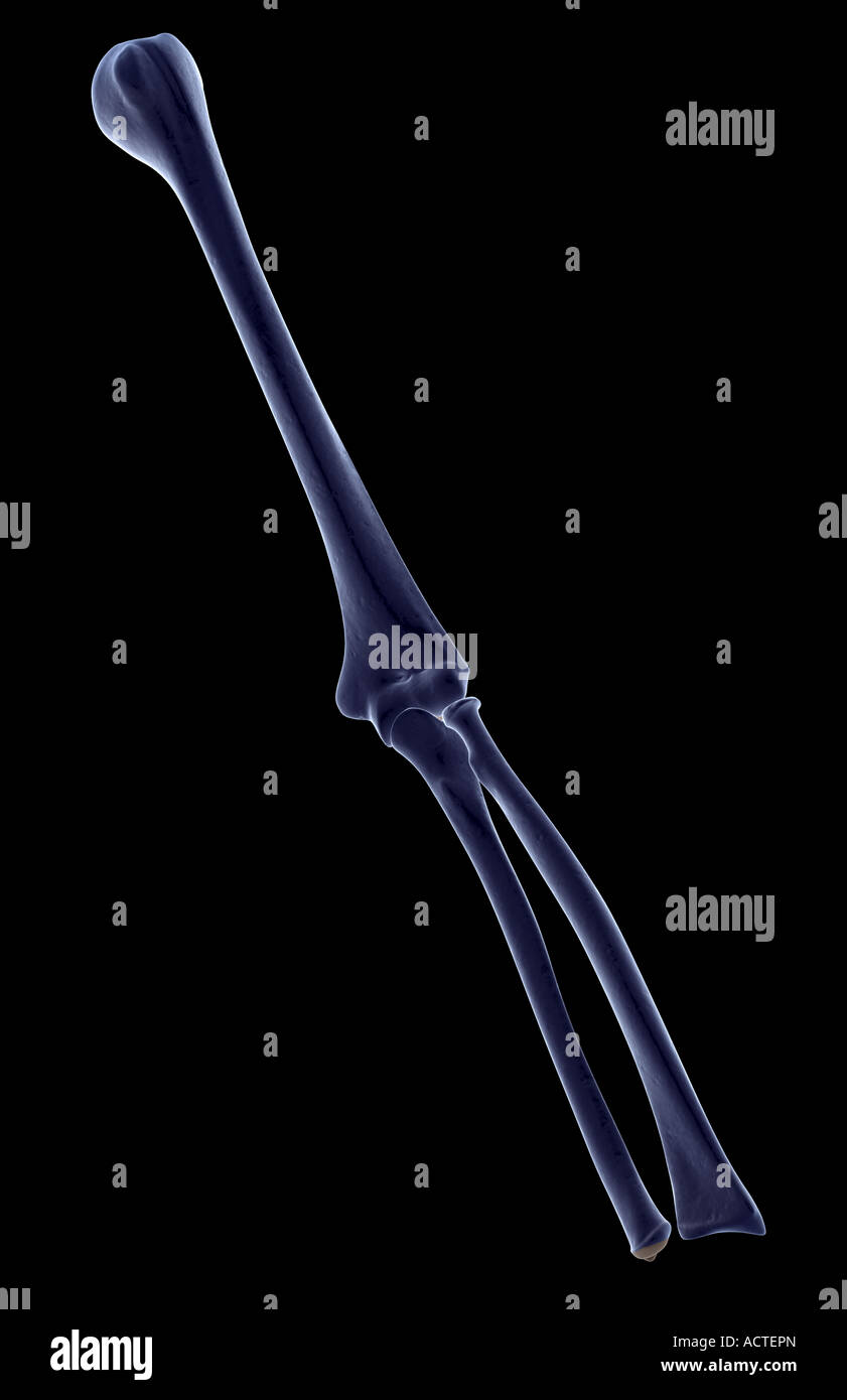 Knochen des armes -Fotos und -Bildmaterial in hoher Auflösung – Alamy