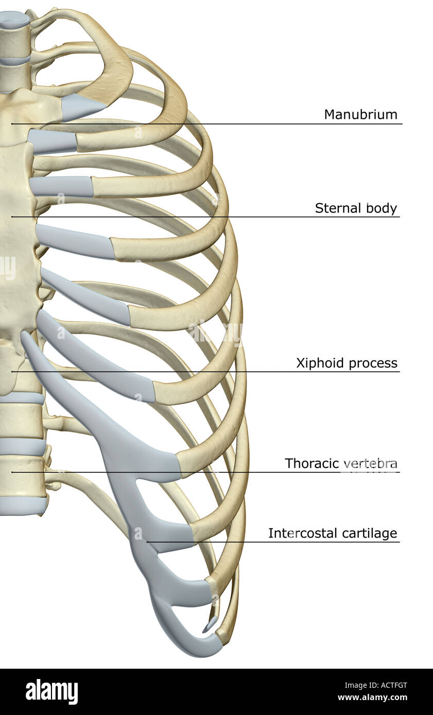 Xiphoid process -Fotos und -Bildmaterial in hoher Auflösung – Alamy