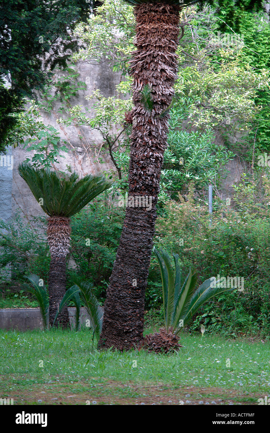 Garten-Palme in Lokrum Insel Dubrovnik Adria Dalmatien Adria Küste ...