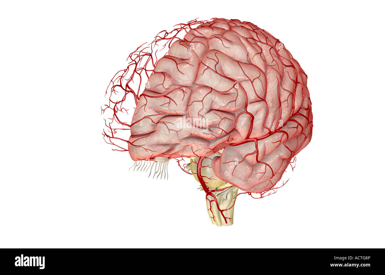 Arteria Vertebralis Stockfotos und -bilder Kaufen - Alamy