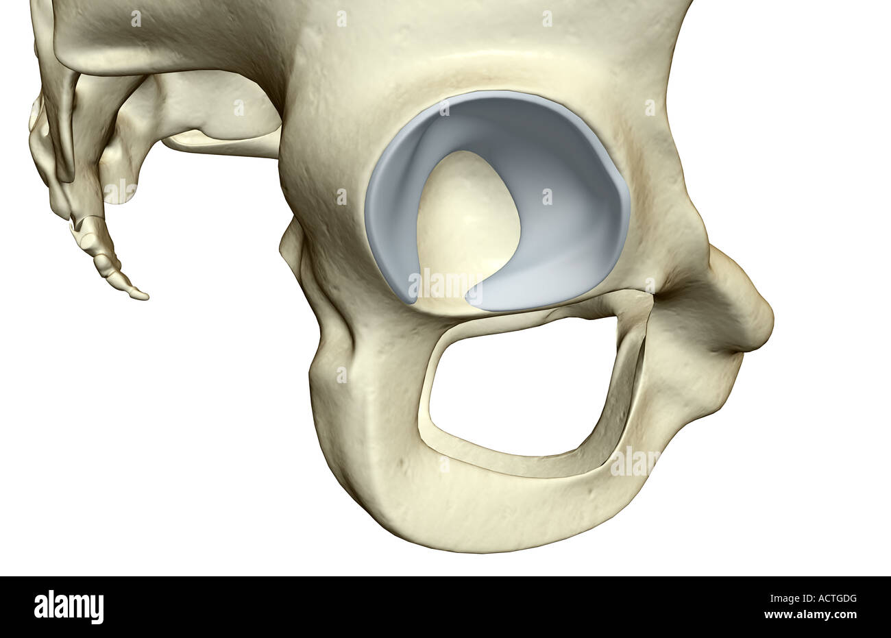 Pelvis girdle Stockfotos und -bilder Kaufen - Alamy