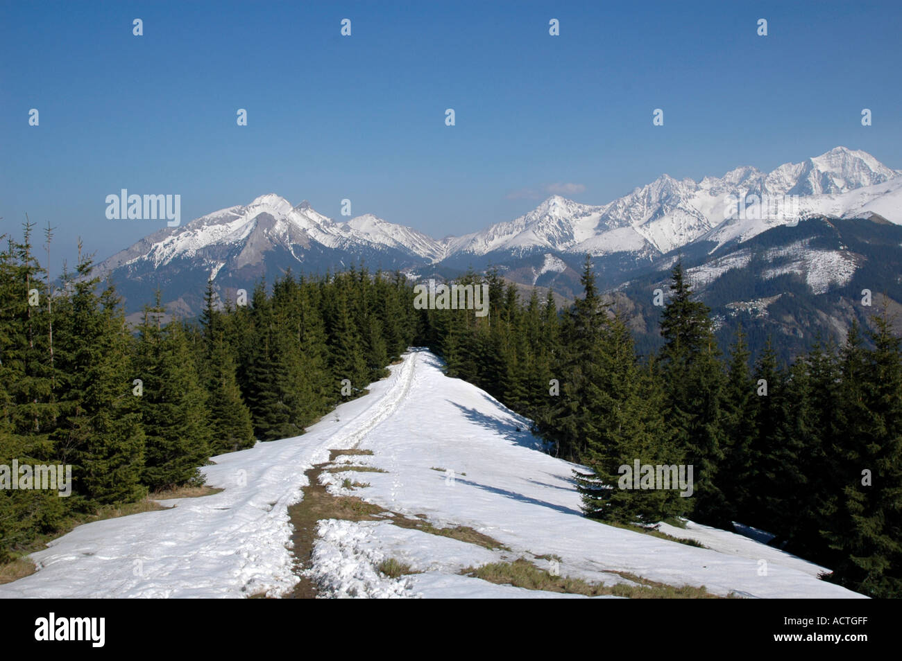 Gesia szyja -Fotos und -Bildmaterial in hoher Auflösung – Alamy