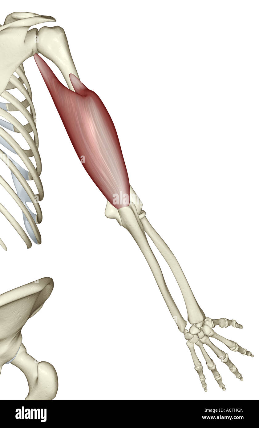 Triceps brachii -Fotos und -Bildmaterial in hoher Auflösung – Alamy