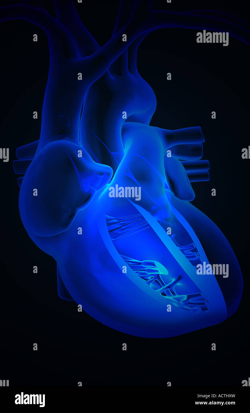 Aortic arch heart valve -Fotos und -Bildmaterial in hoher Auflösung – Alamy