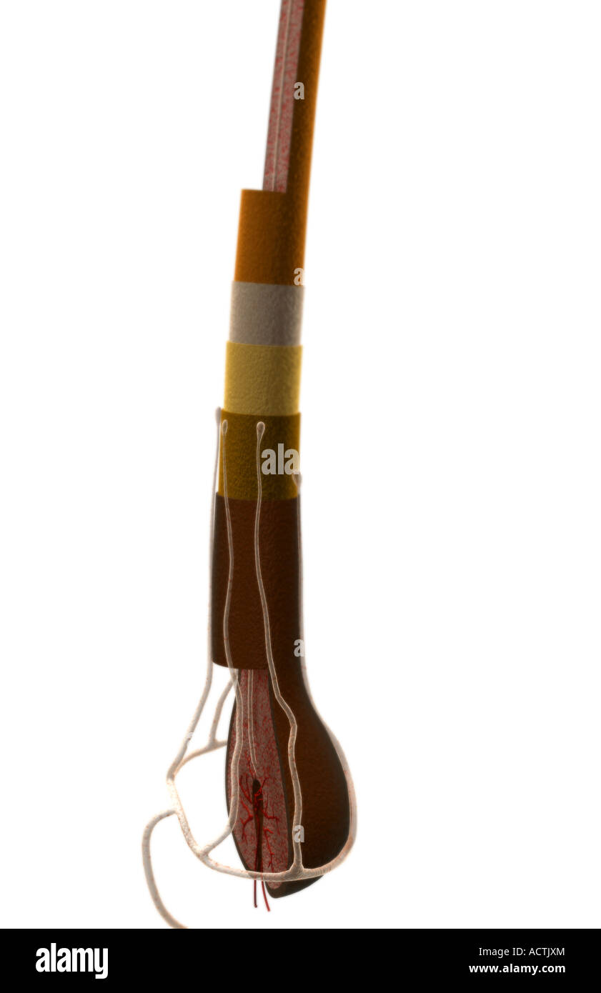 Haar Medulla Stockfotos und -bilder Kaufen - Alamy