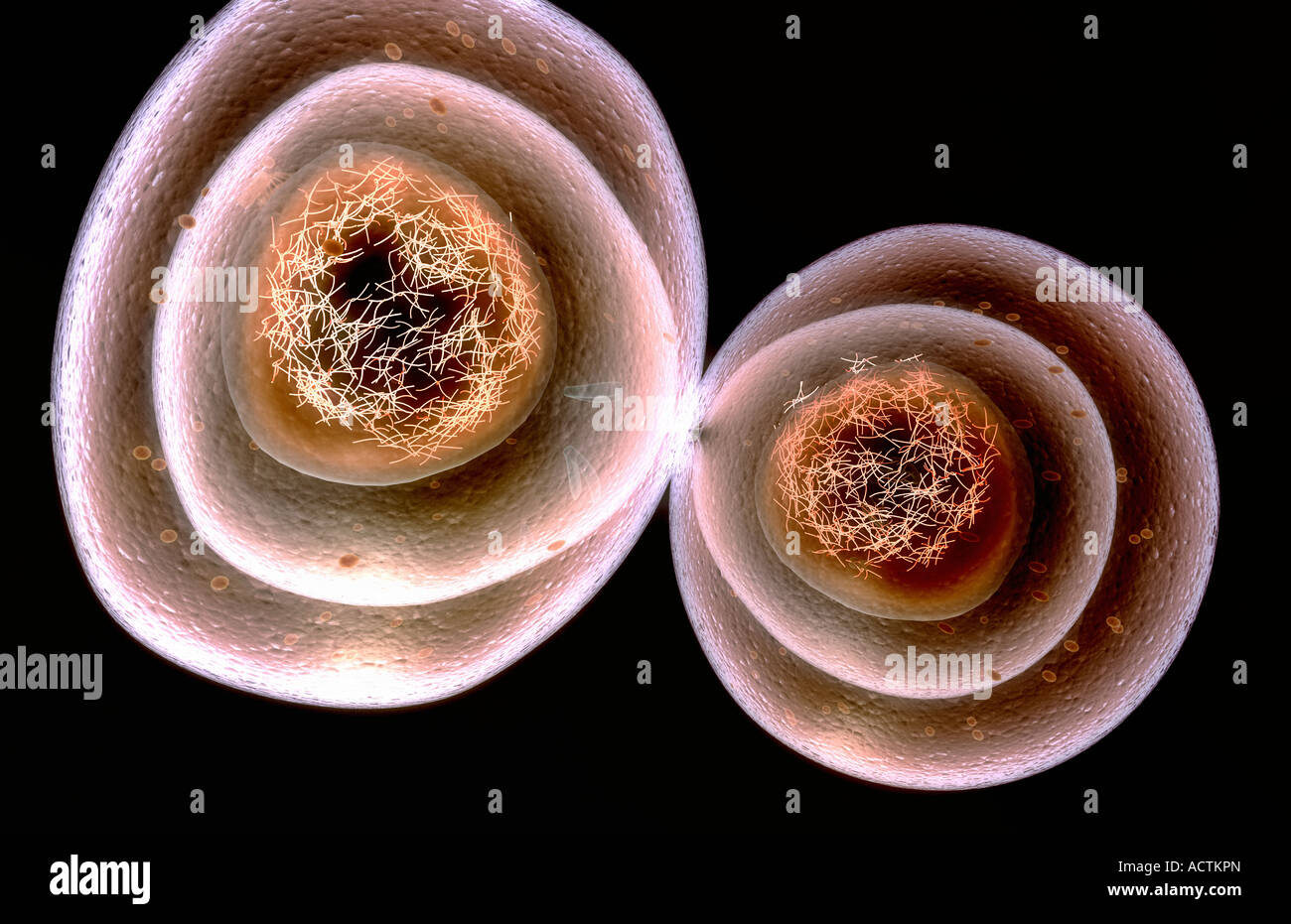 Der mitose -Fotos und -Bildmaterial in hoher Auflösung – Alamy