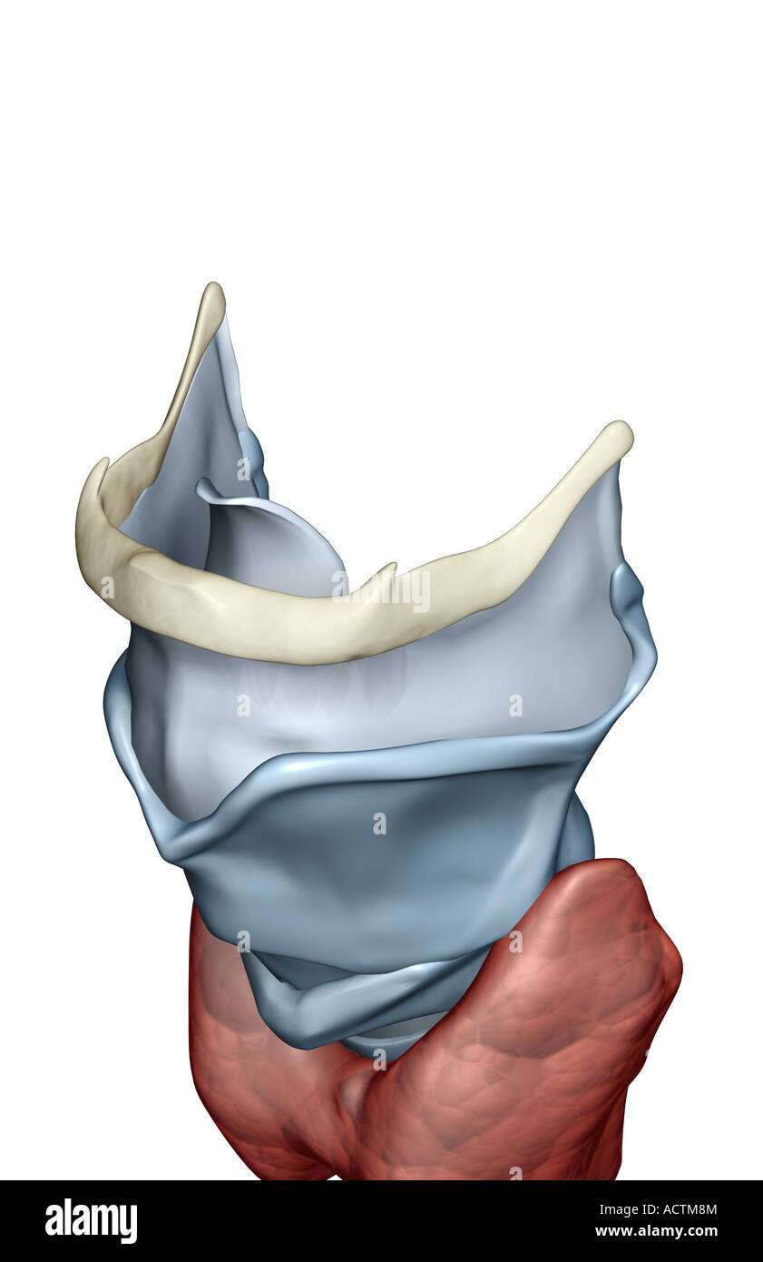 The Hyoid Bone Stockfotos und -bilder Kaufen - Alamy