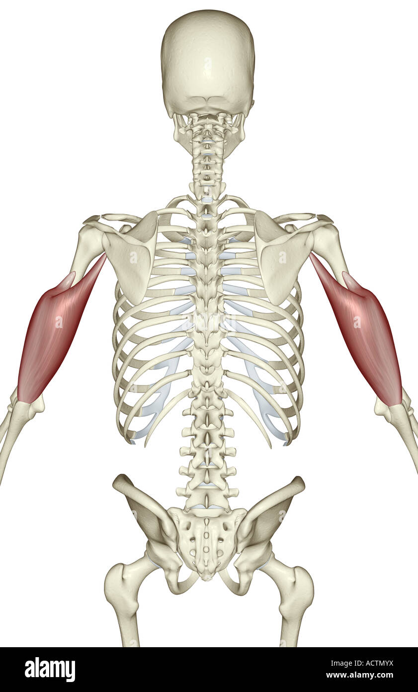 Triceps brachii -Fotos und -Bildmaterial in hoher Auflösung – Alamy