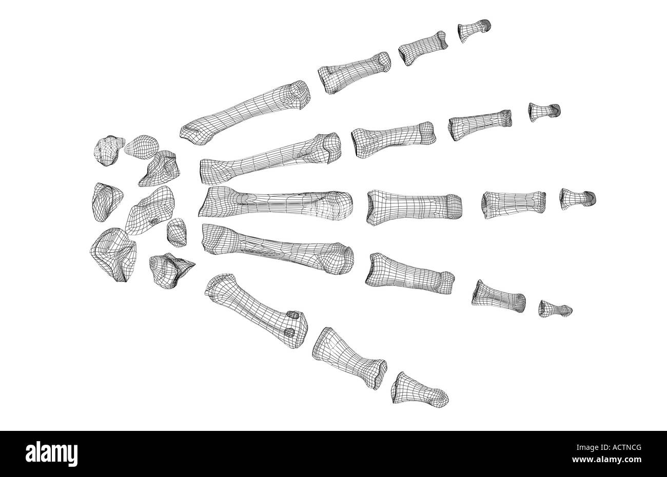 Scaphoid hand skeleton -Fotos und -Bildmaterial in hoher Auflösung ...