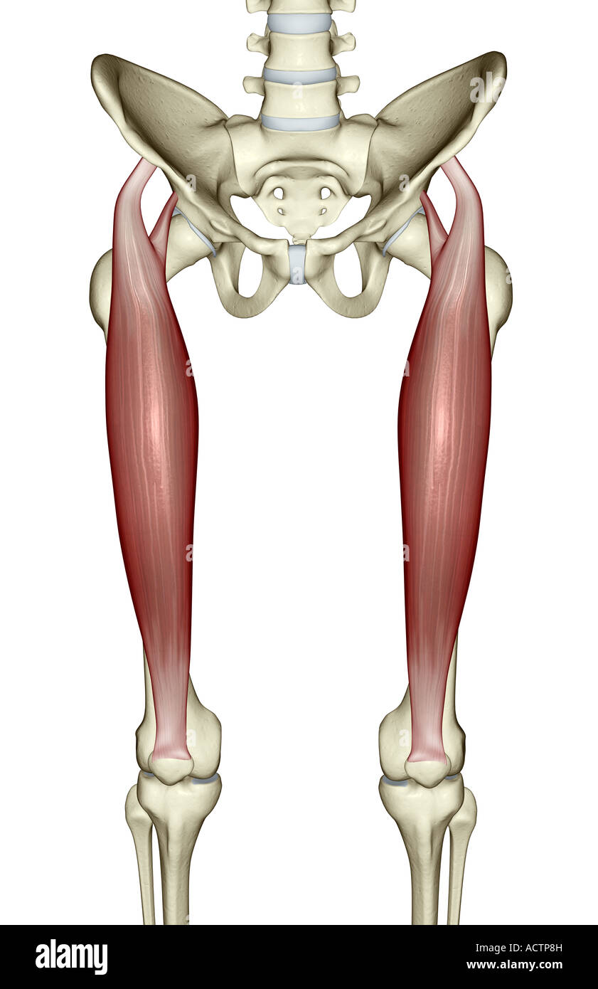 Quadriceps Femoris
