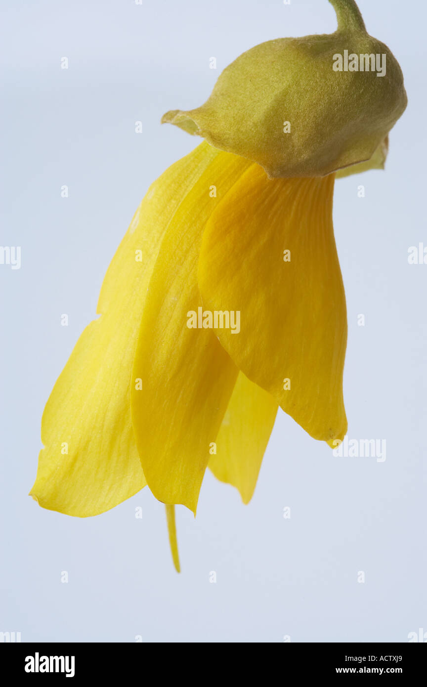Plant Kowhai Flower Stockfotos & Plant Kowhai Flower Bilder - Alamy