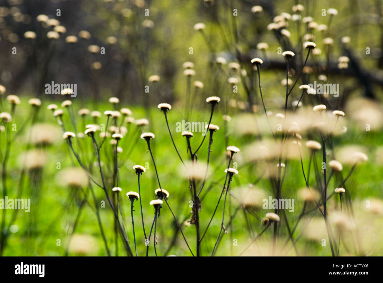 Hutsul hutsuly -Fotos und -Bildmaterial in hoher Auflösung – Alamy