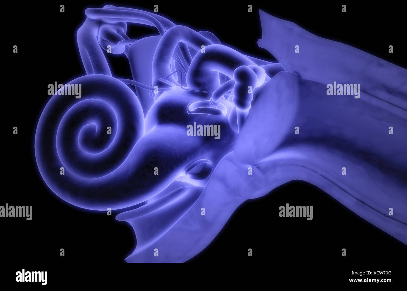 Auditorisches system -Fotos und -Bildmaterial in hoher Auflösung – Alamy