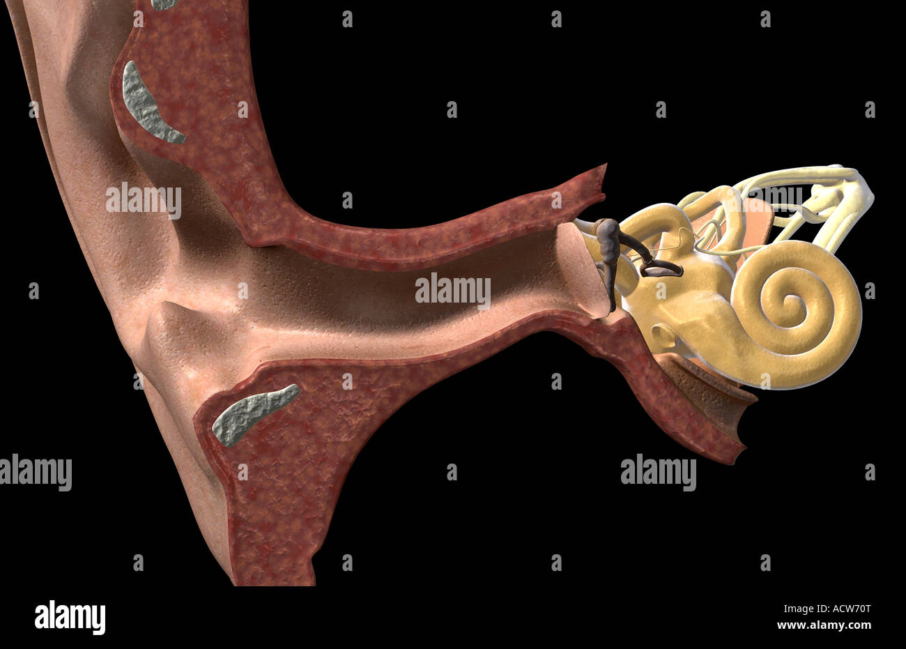 Ohr anatomie -Fotos und -Bildmaterial in hoher Auflösung – Alamy