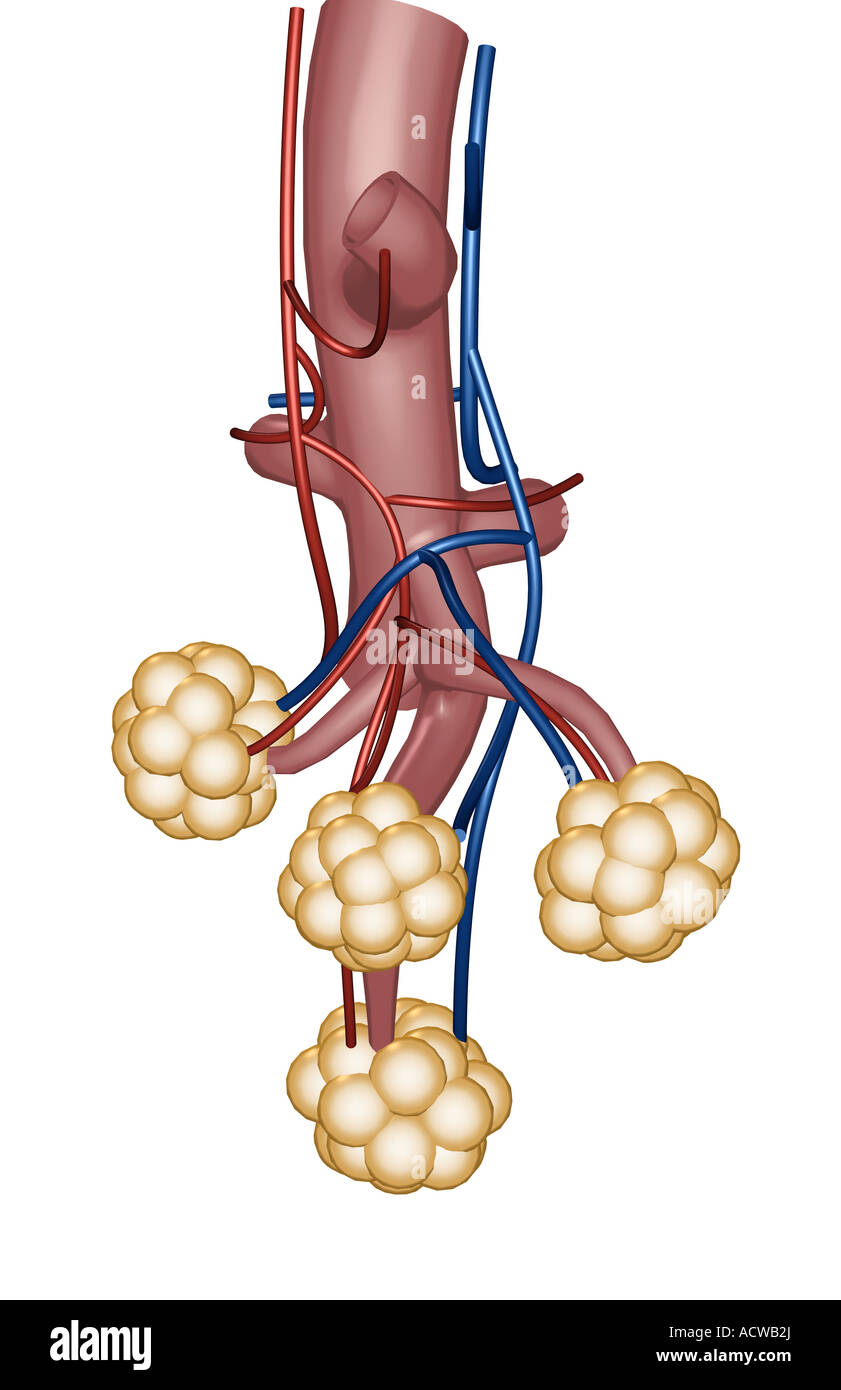 Bronchiole alveoli -Fotos und -Bildmaterial in hoher Auflösung – Alamy