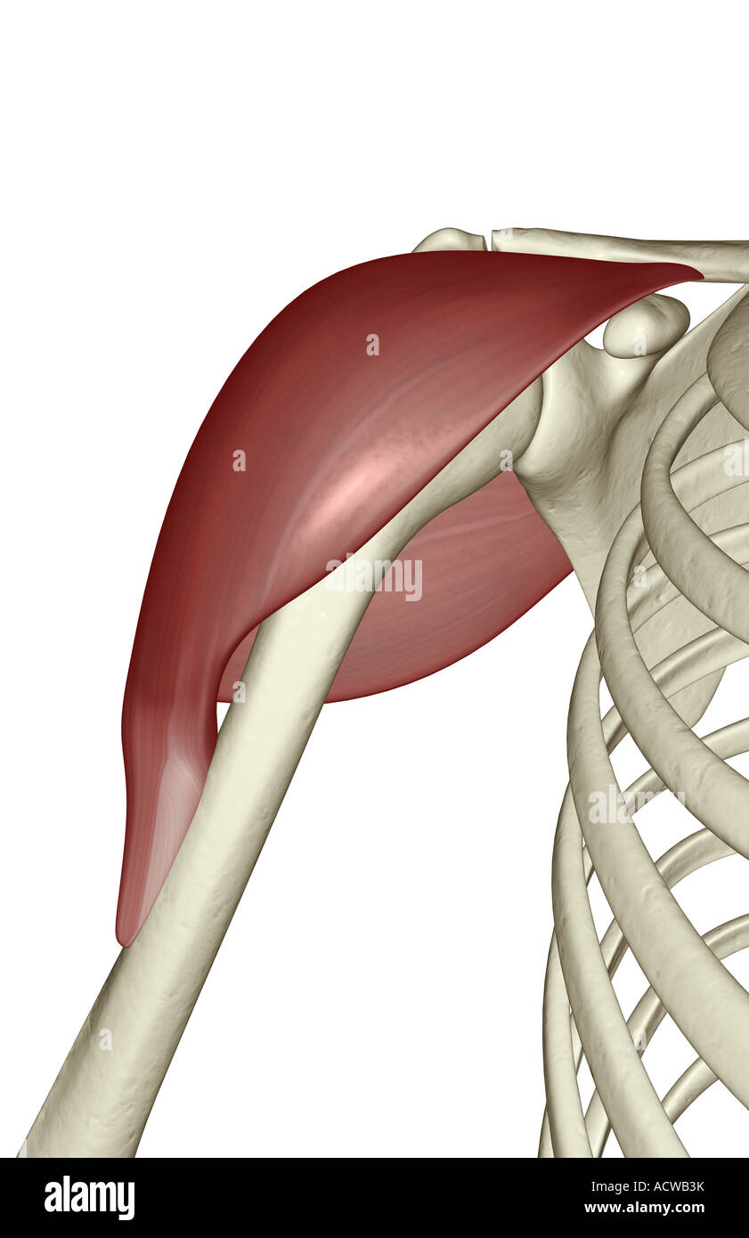 Der Musculus deltoideus Stockfotografie - Alamy