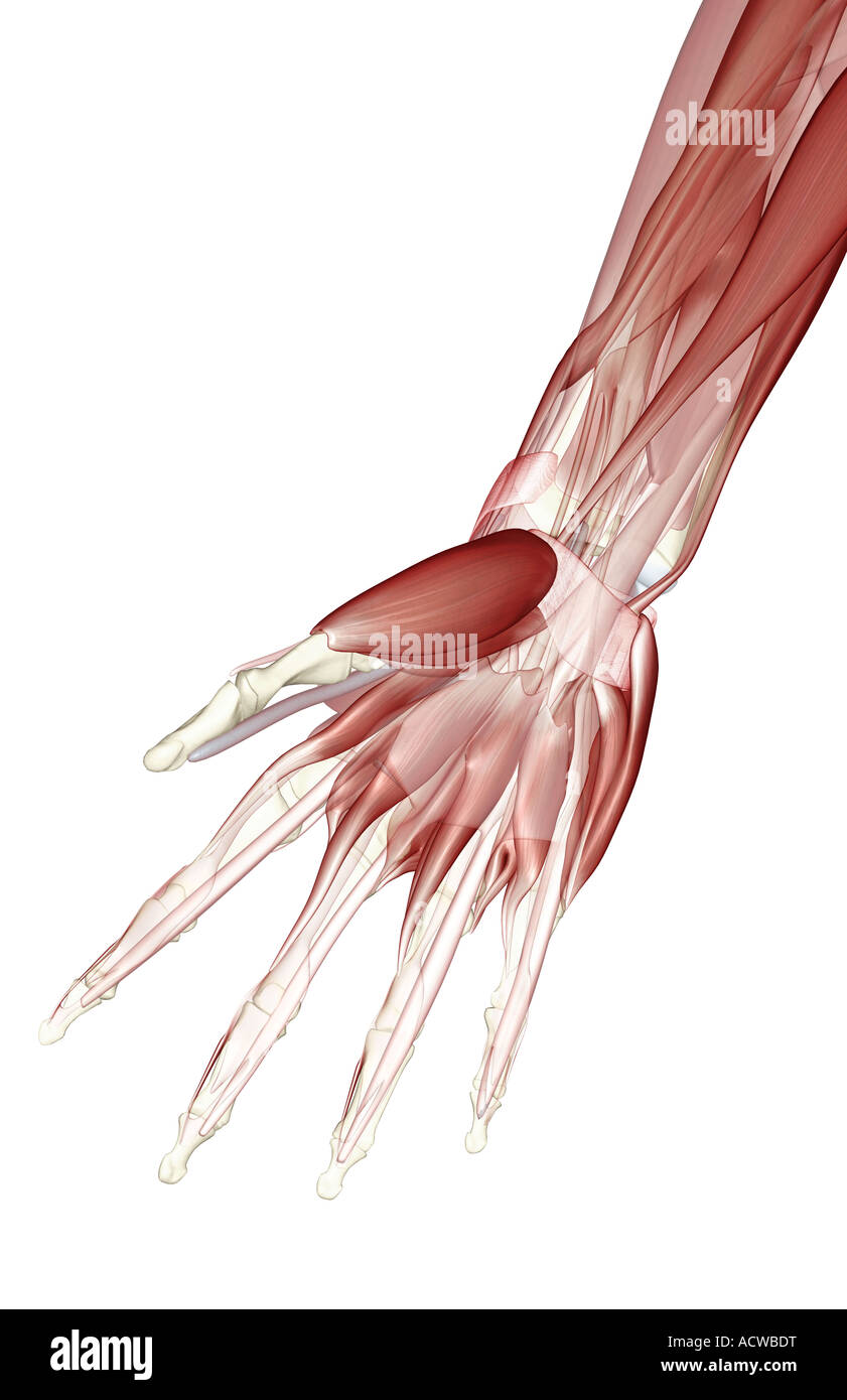 Flexor carpi ulnaris muscle -Fotos und -Bildmaterial in hoher Auflösung ...