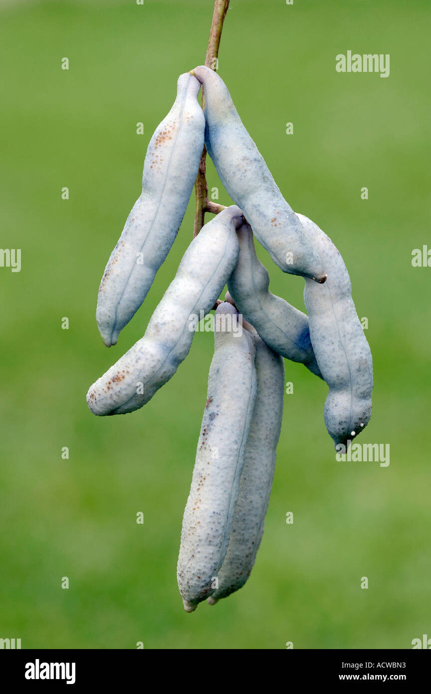 Blauer bohnenstrauch -Fotos und -Bildmaterial in hoher Auflösung – Alamy