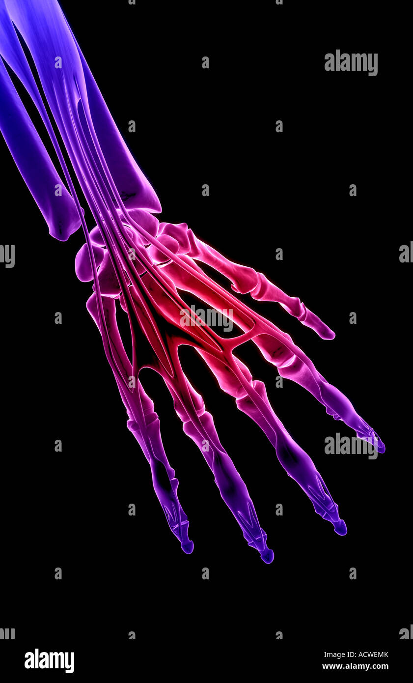 Flexor digitorum -Fotos und -Bildmaterial in hoher Auflösung – Alamy