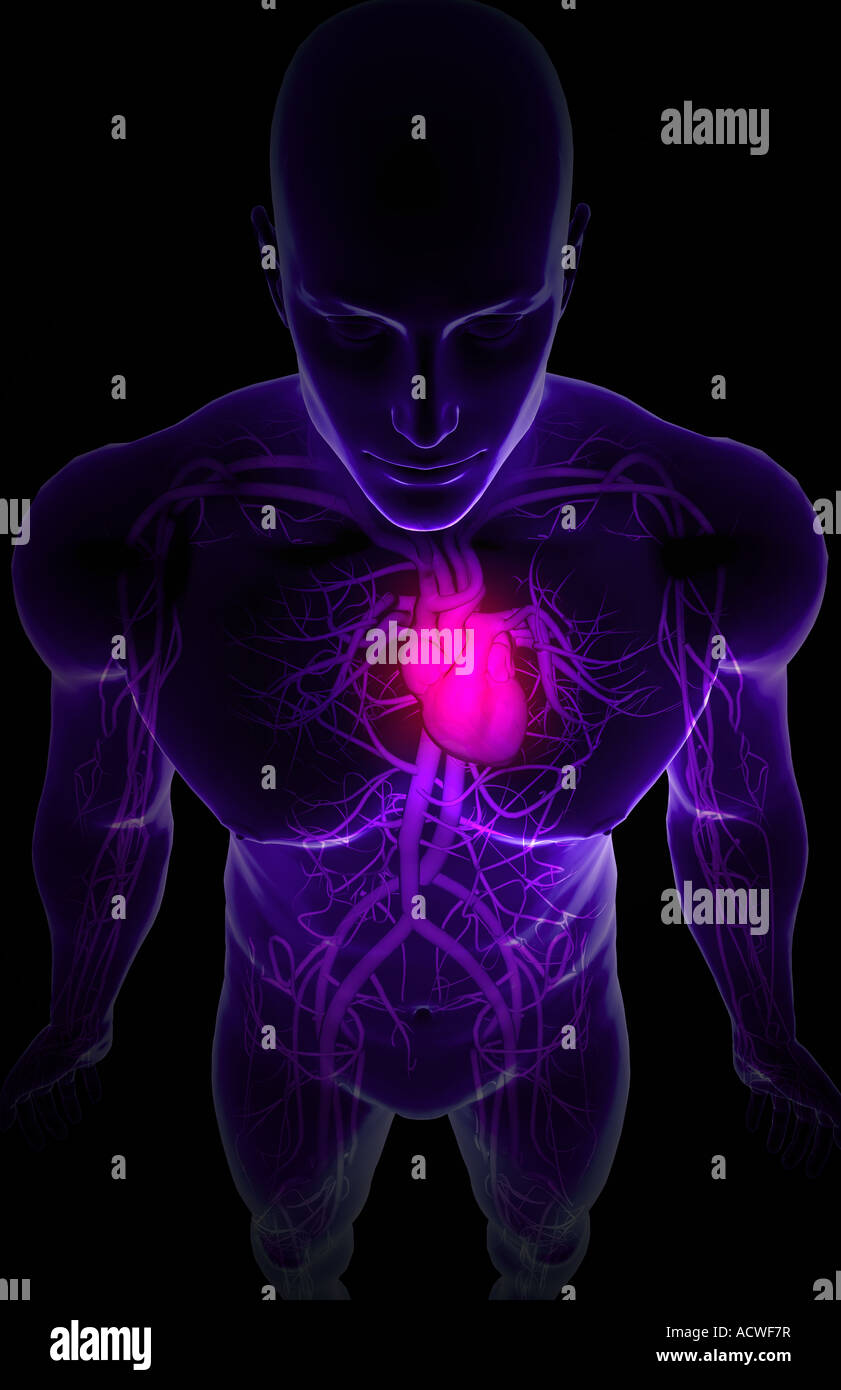 Herz kreislauf system -Fotos und -Bildmaterial in hoher Auflösung – Alamy