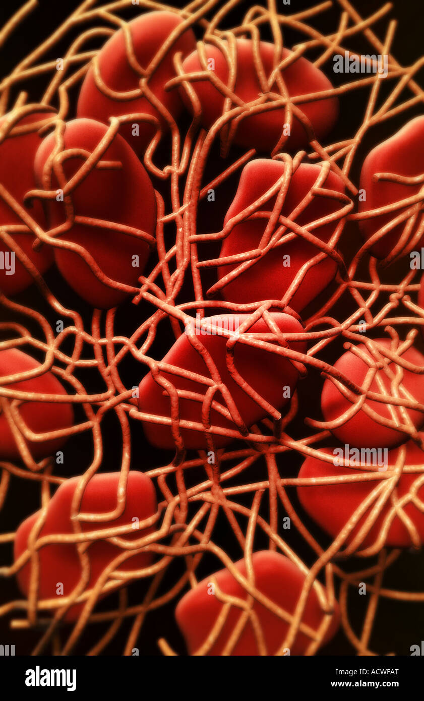 Fibrin mesh -Fotos und -Bildmaterial in hoher Auflösung – Alamy