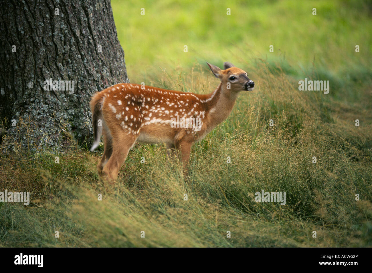 Ein White tailed Reh Rehkitz in Flecken darauf wartet, dass seine ...