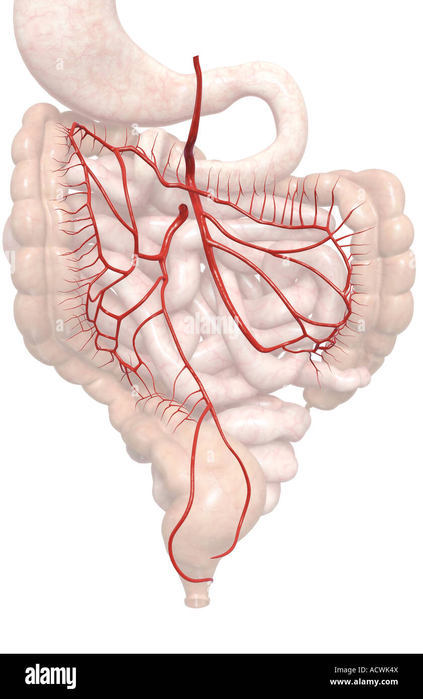 Arteria Mesenterica Inferior Stockfotos und -bilder Kaufen - Alamy