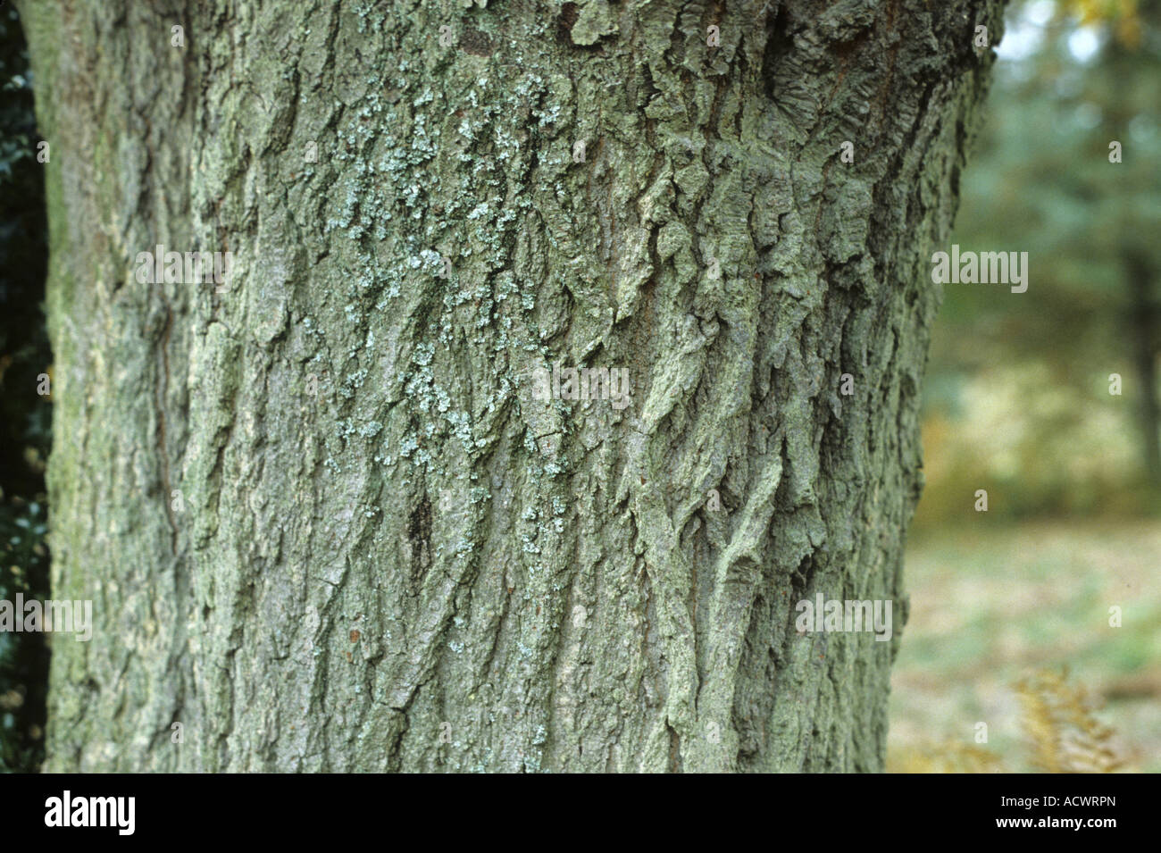 Roteiche Quercus Rubra Nahaufnahme von Rinde Stockfotografie - Alamy