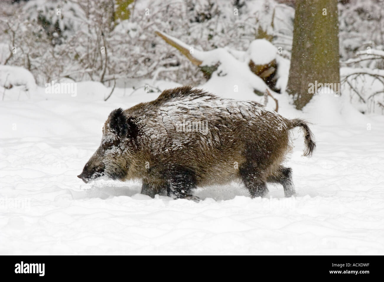 Tuskers im schnee -Fotos und -Bildmaterial in hoher Auflösung – Alamy