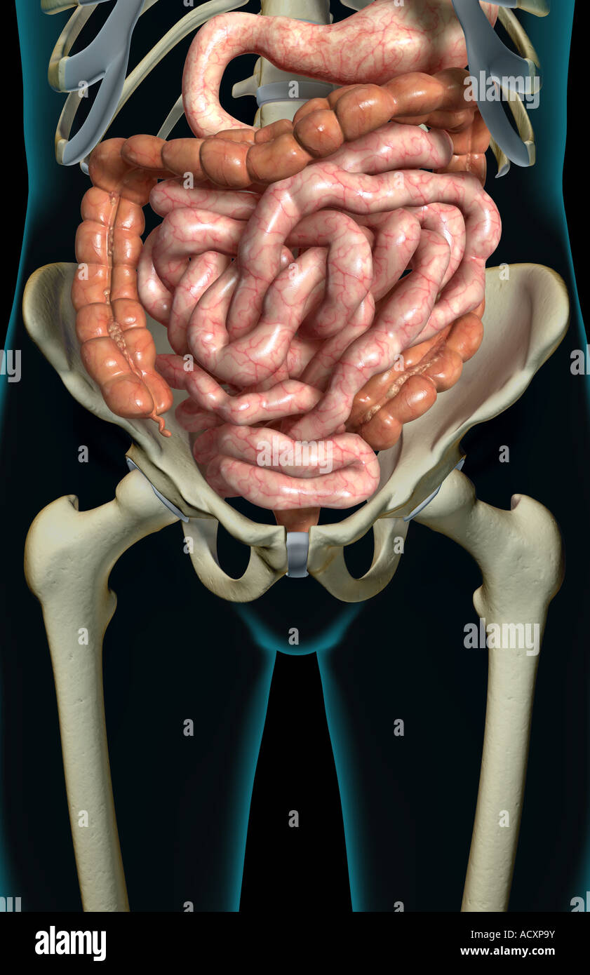Sigmoid Colon Stockfotos & Sigmoid Colon Bilder - Alamy