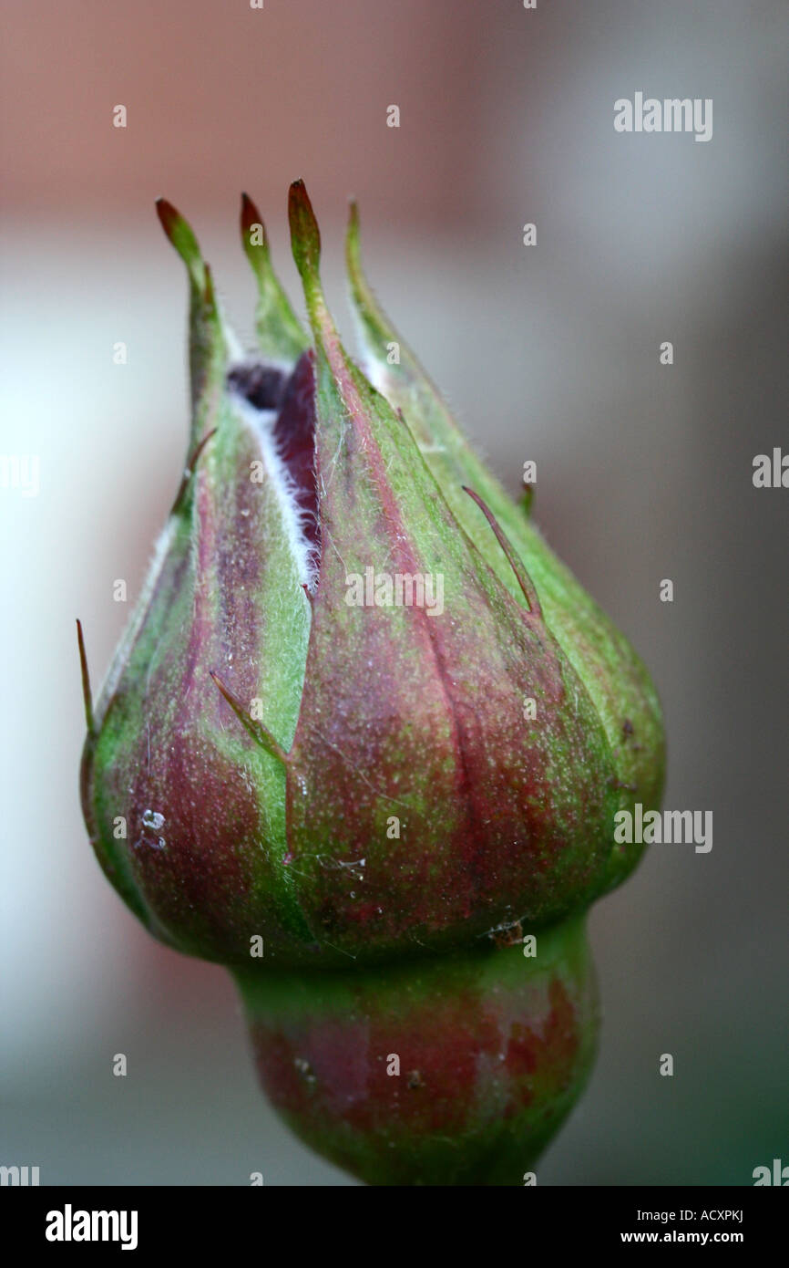 Knospe knospe -Fotos und -Bildmaterial in hoher Auflösung – Alamy