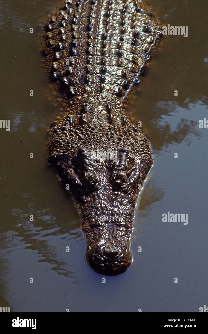 Crocodile farm bangkok -Fotos und -Bildmaterial in hoher Auflösung – Alamy